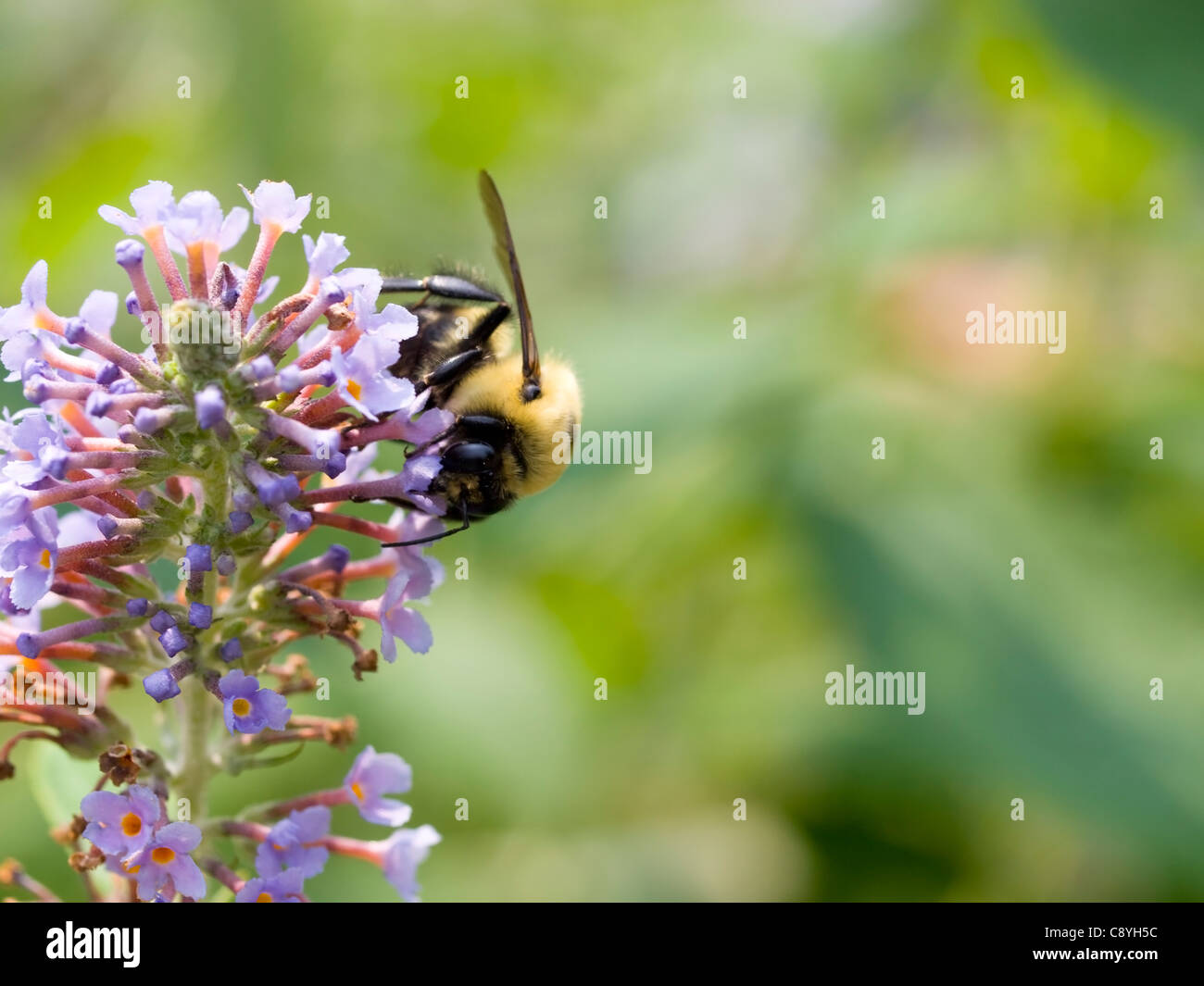 Bombus sp hi-res stock photography and images - Alamy