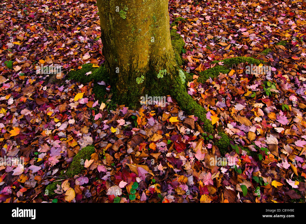 Tree Leaves On The Ground