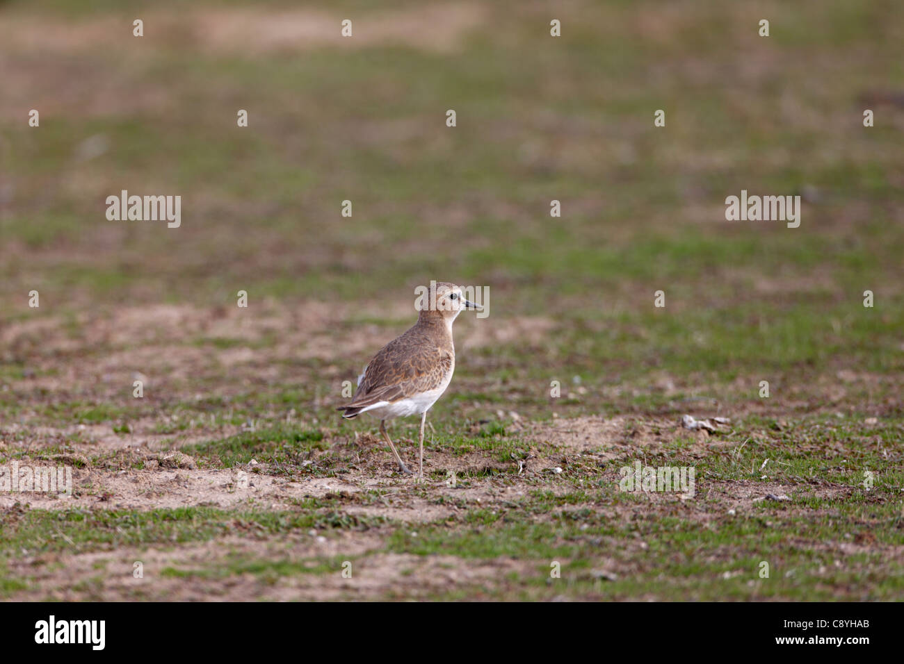 Baby plover hi-res stock photography and images - Alamy