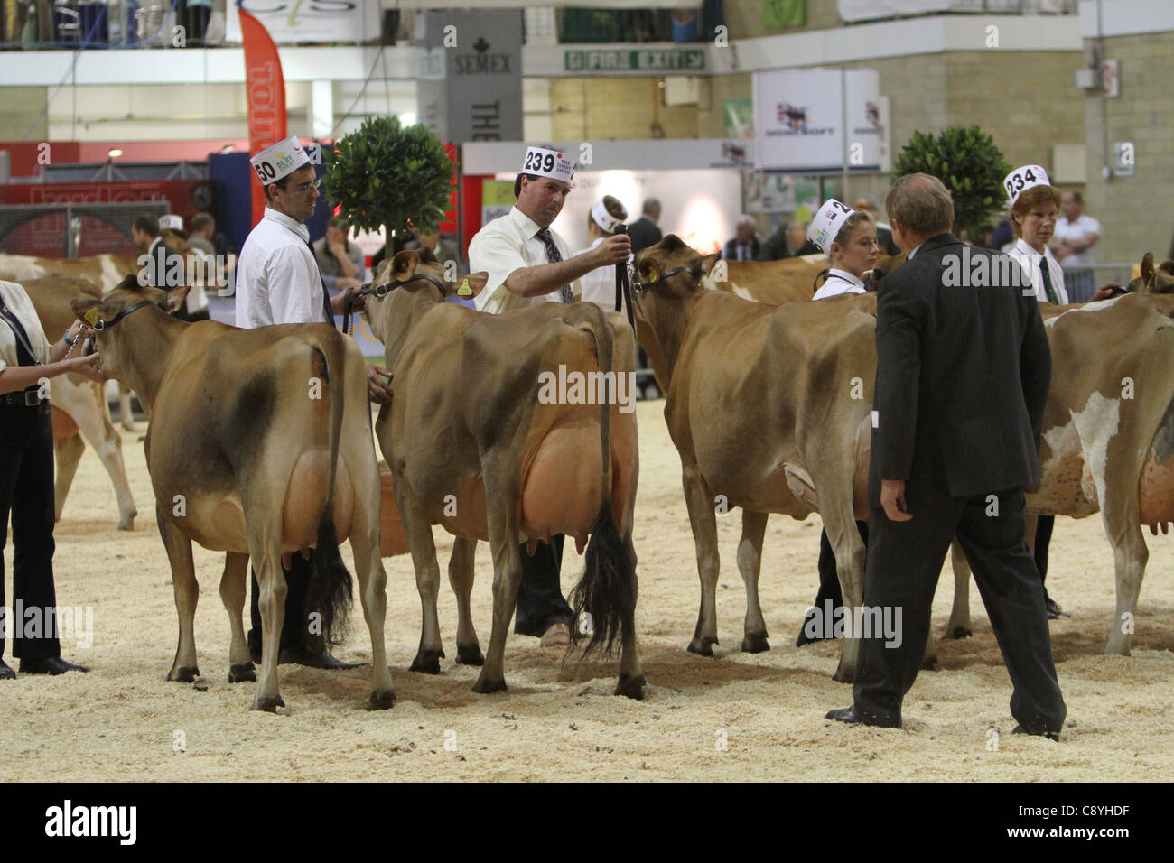 Udders hi-res stock photography and images - Alamy