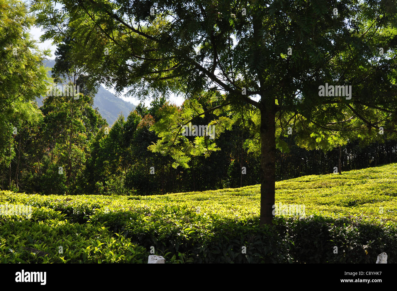 Silver oak tree hi-res stock photography and images - Alamy