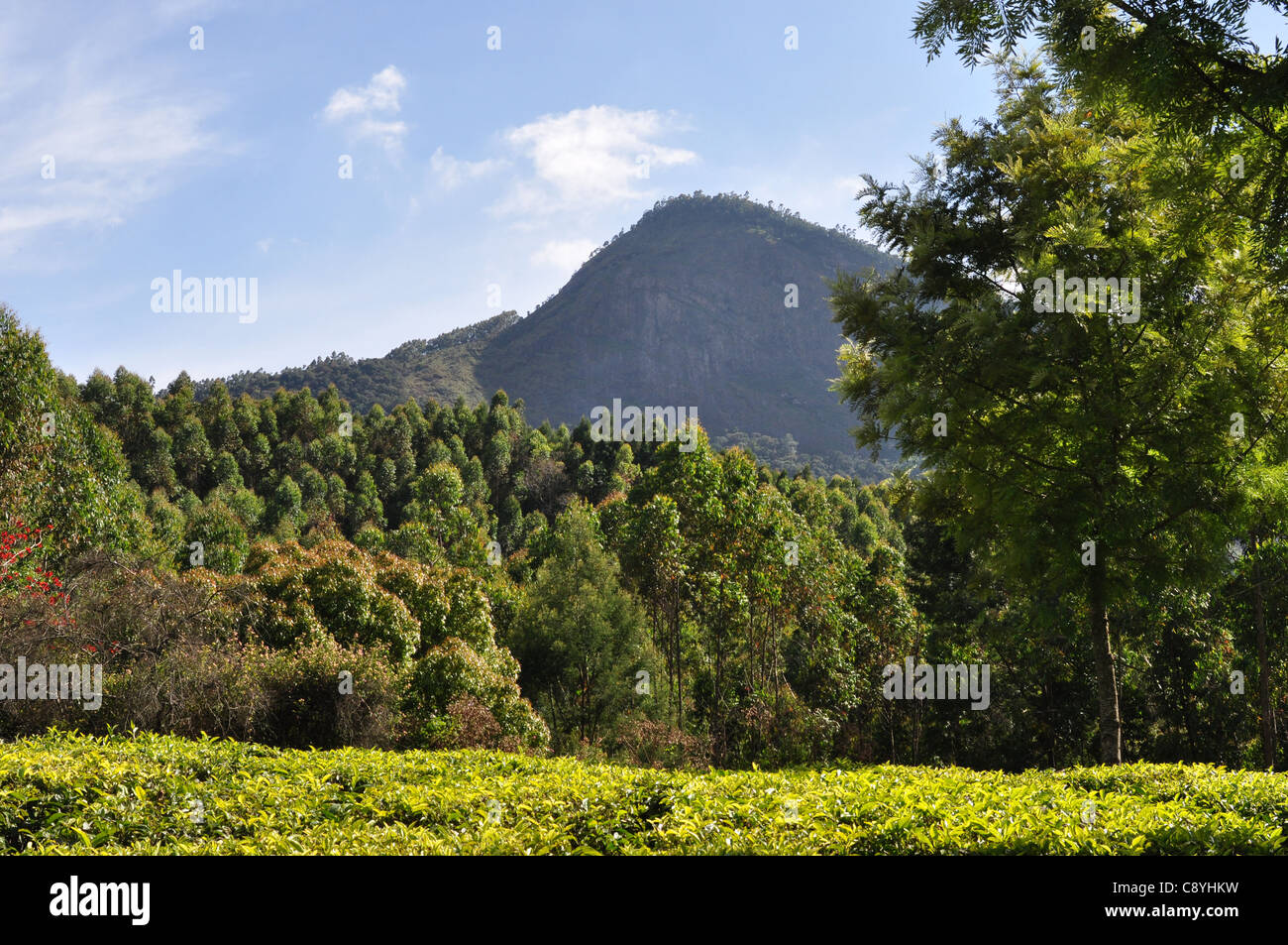 Green hills tea plants hi-res stock photography and images - Alamy