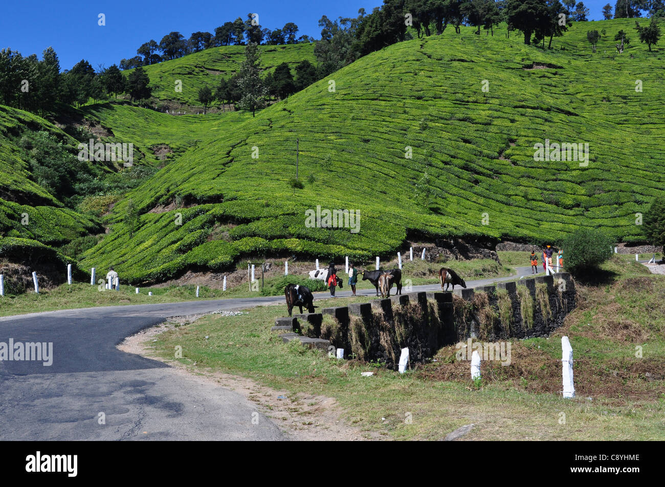 Cattle graze in Munnar with a beautiful tea estate in the back ground ...