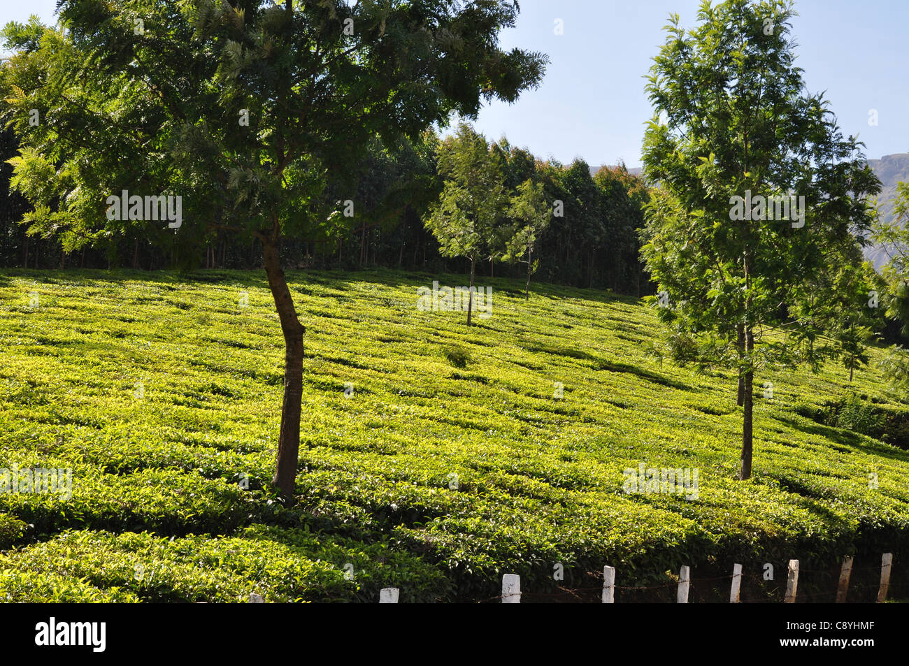 A tea garden Stock Photo - Alamy