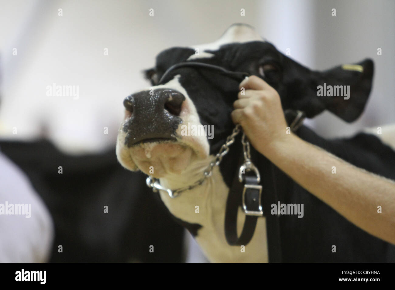 Show cow hi-res stock photography and images - Alamy