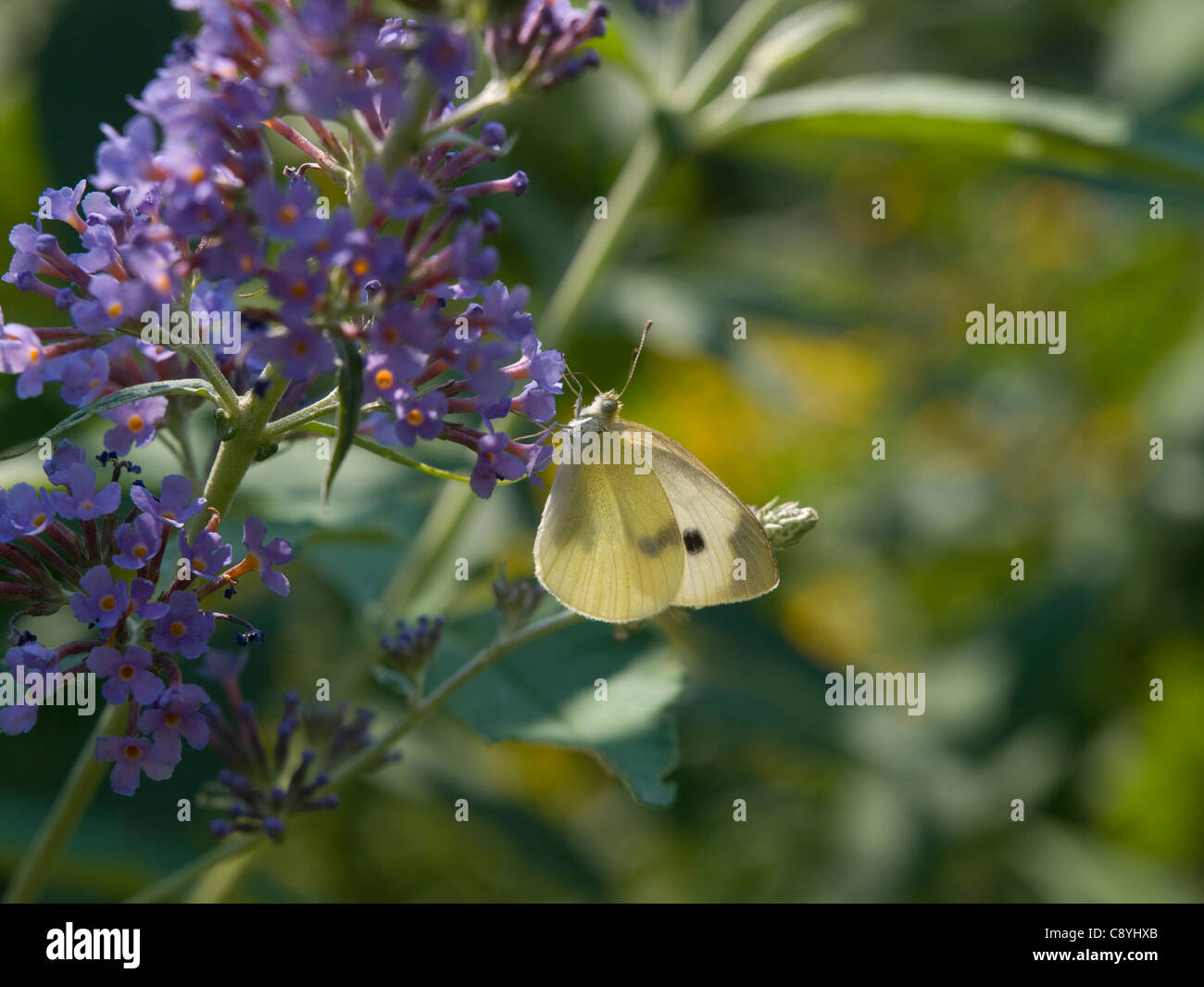 The cabbage white hi-res stock photography and images - Alamy
