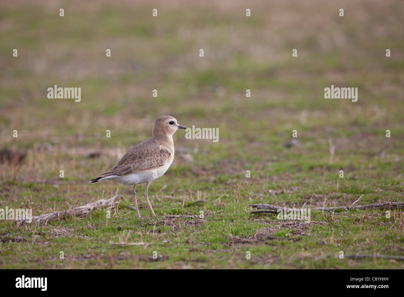 Plain plover hi-res stock photography and images - Alamy