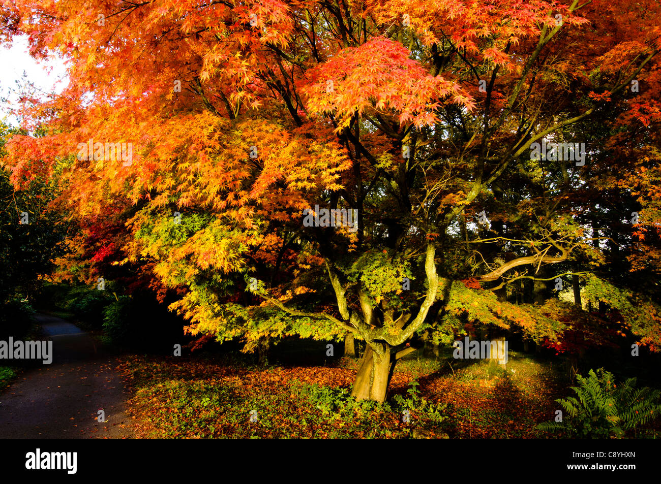Tree changing colour hi-res stock photography and images - Alamy
