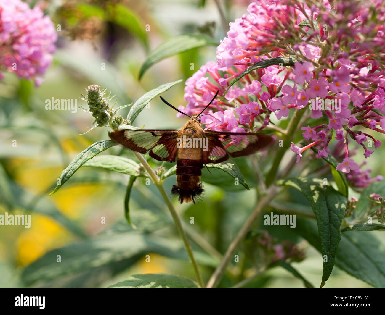 Clearwing hummingbird moth hi-res stock photography and images - Alamy