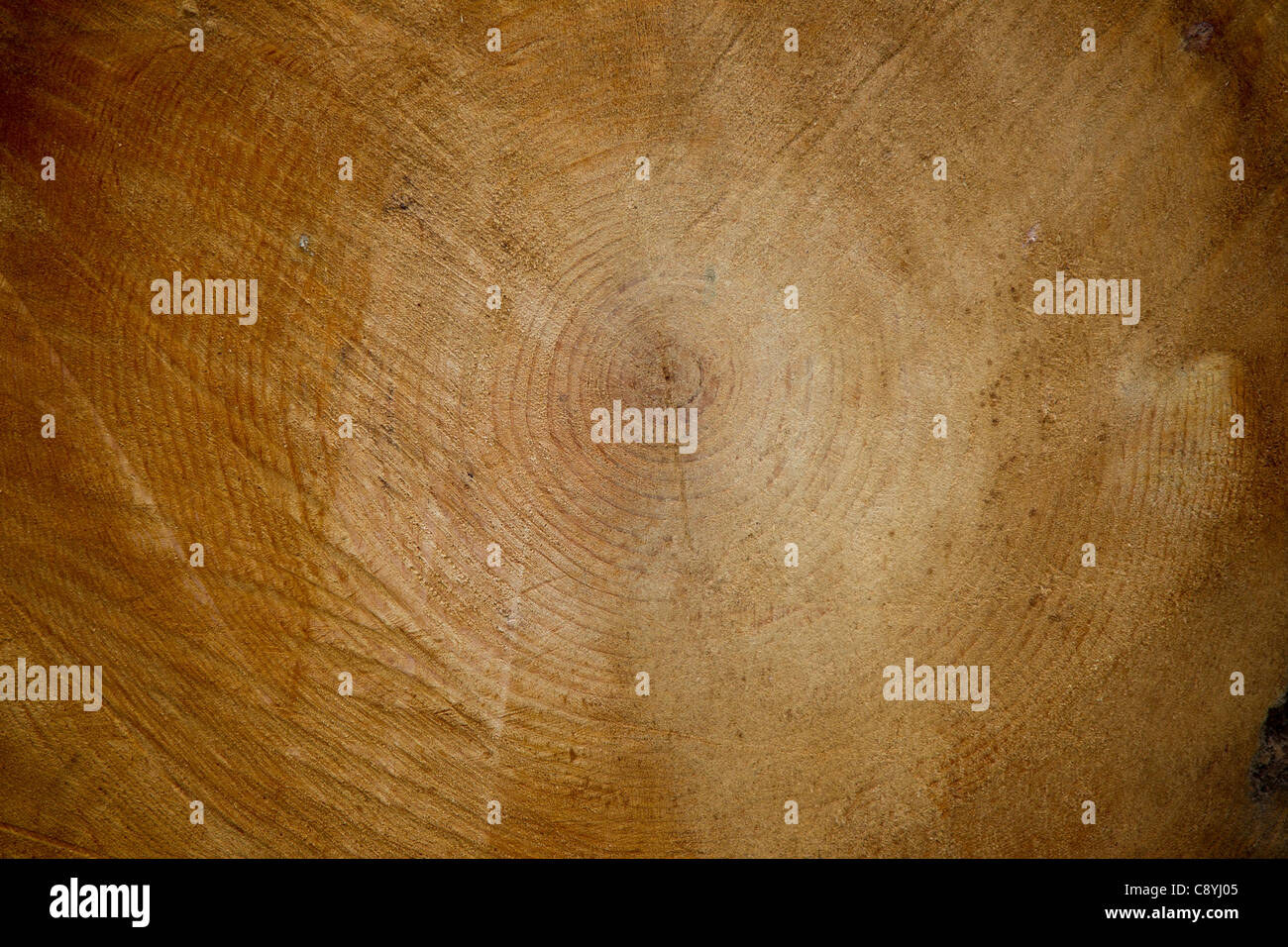 Tree rings in an old oak tree Stock Photo - Alamy