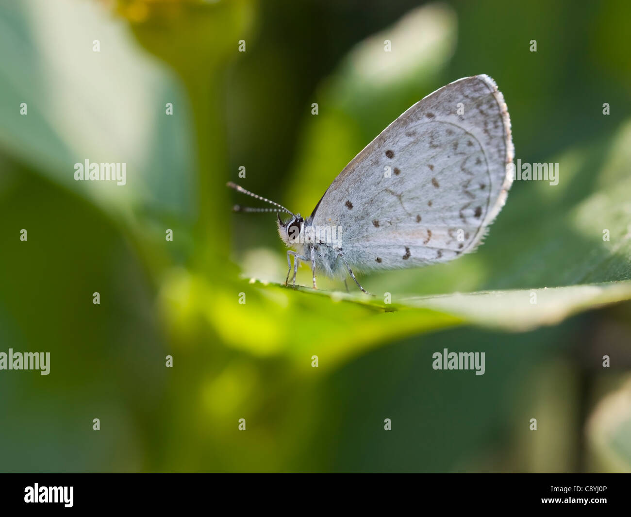 Summer Azure (Celastrina ladon neglecta Stock Photo - Alamy