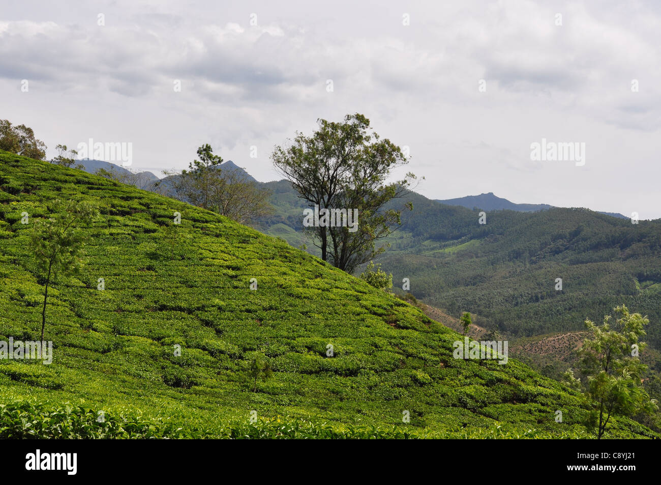 The mountainous skyline of beautiful Munnar Stock Photo - Alamy
