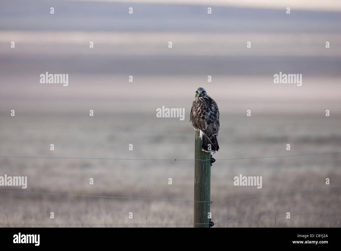 Rough legged hawk buteo lagopus sanctijohannis hi-res stock photography ...