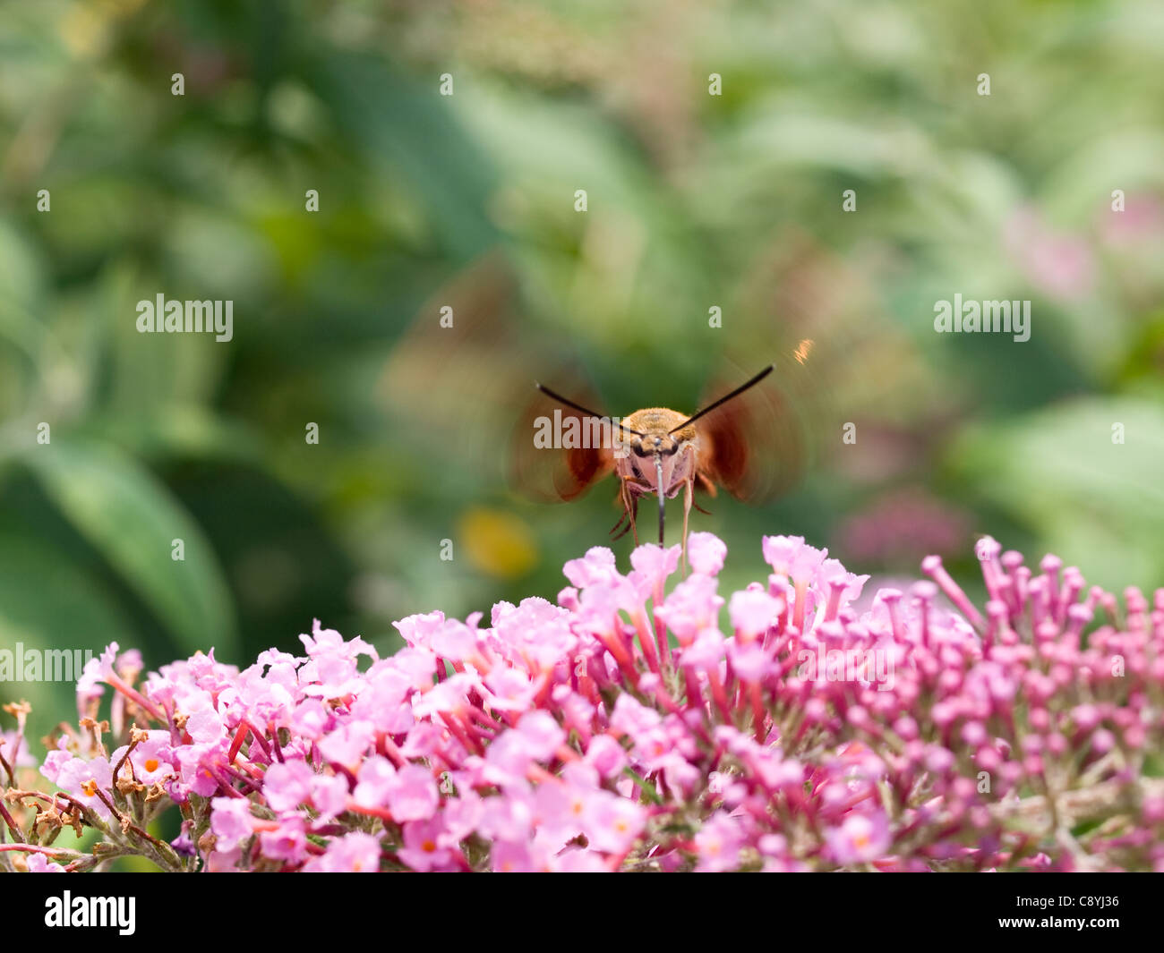 Clearwing hummingbird moth hi-res stock photography and images - Alamy