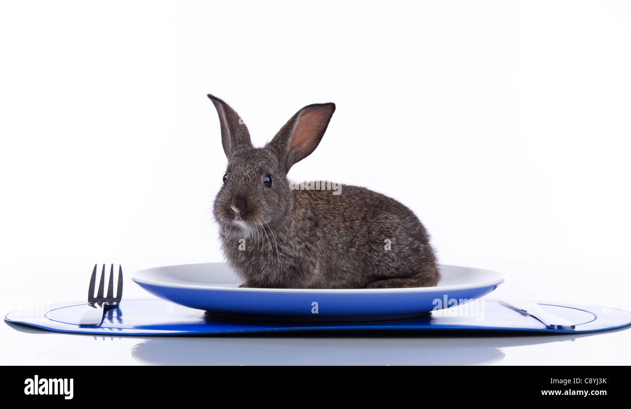 Rabbit inside a plate (isolated on white Stock Photo - Alamy