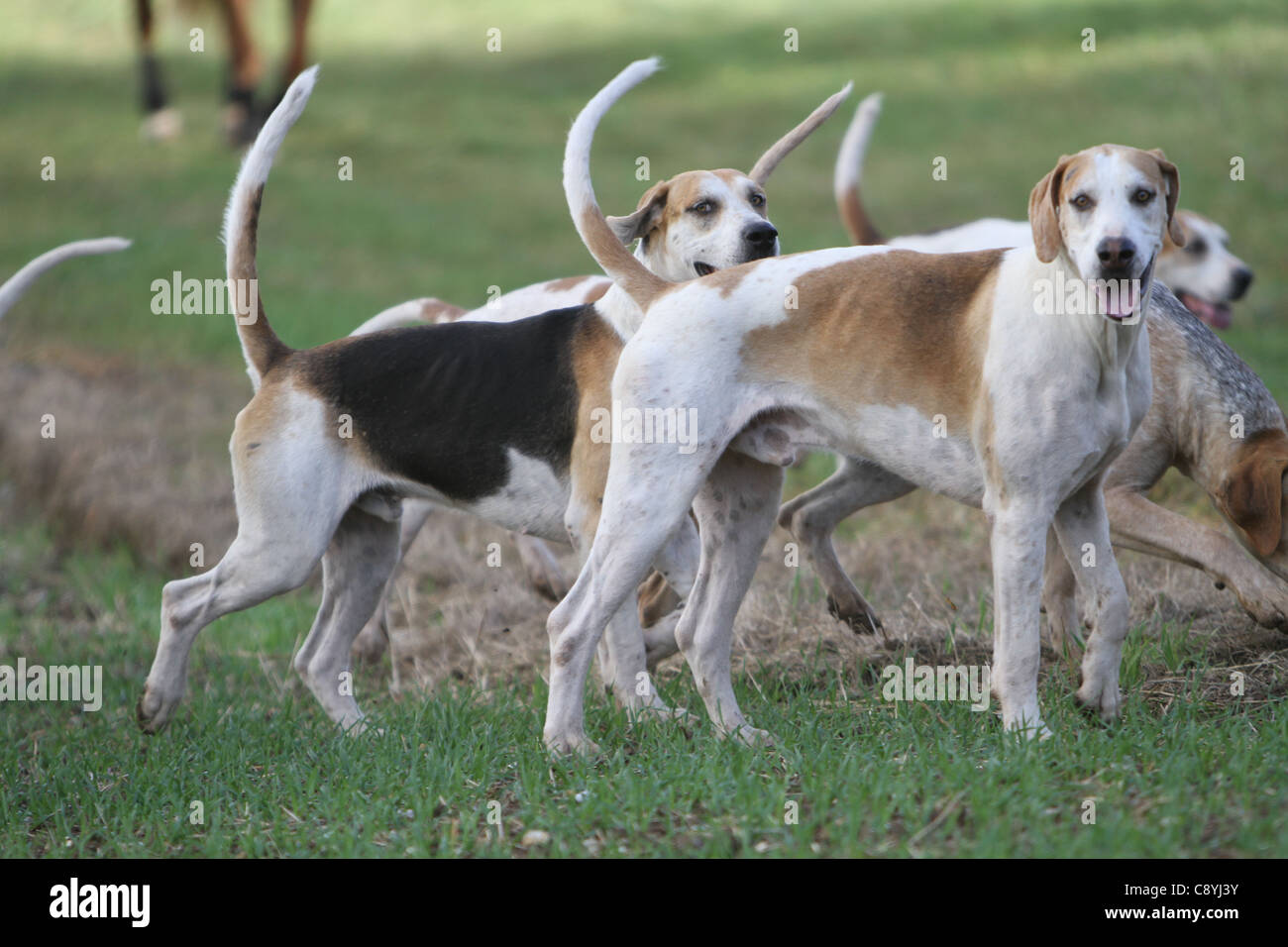 Working hounds hi-res stock photography and images - Alamy