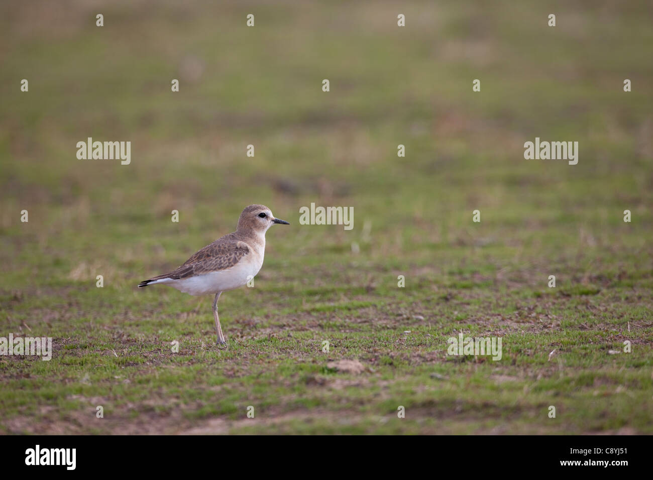 Mountain plover hi-res stock photography and images - Alamy