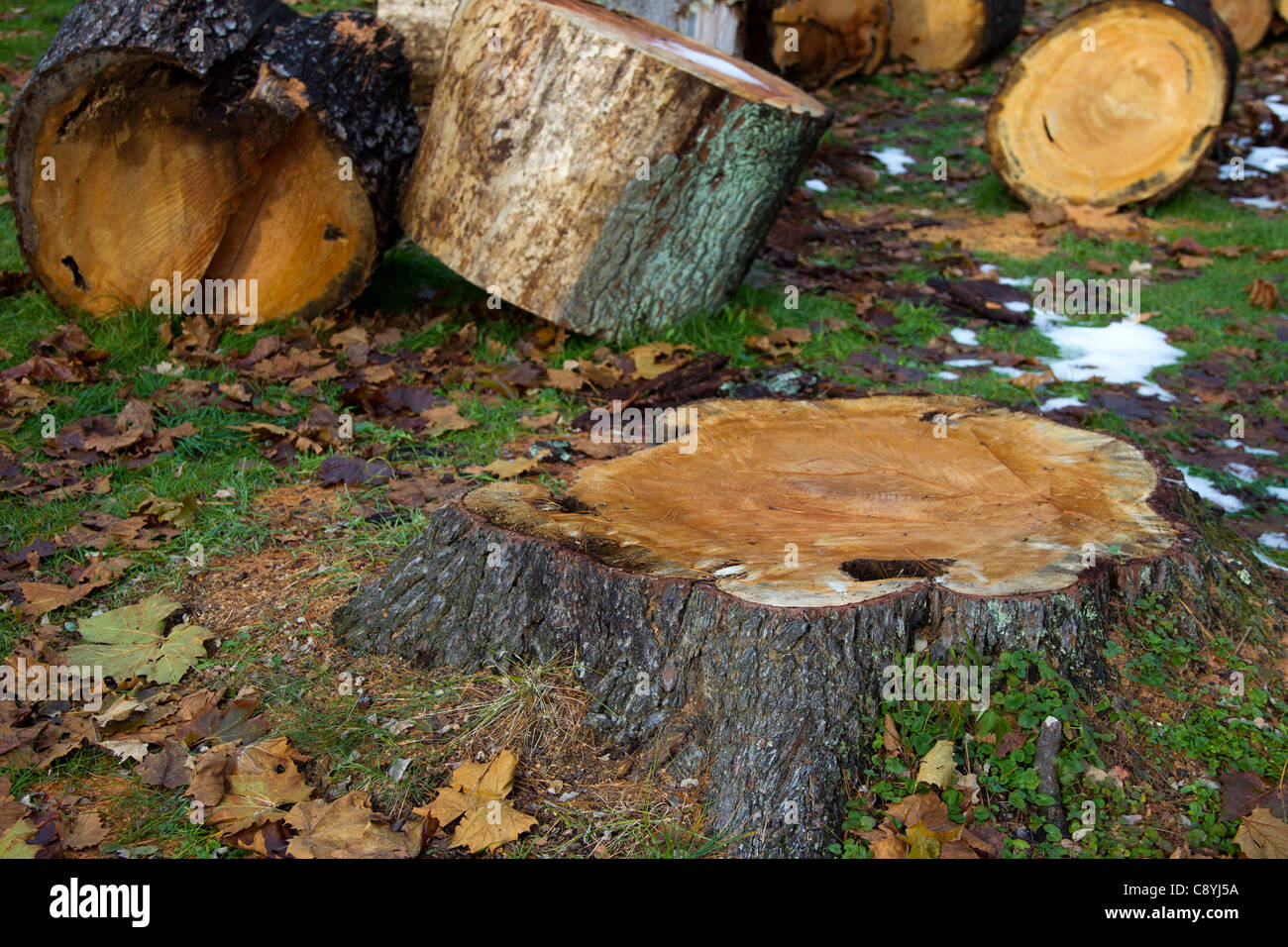 Cut sections hi-res stock photography and images - Alamy