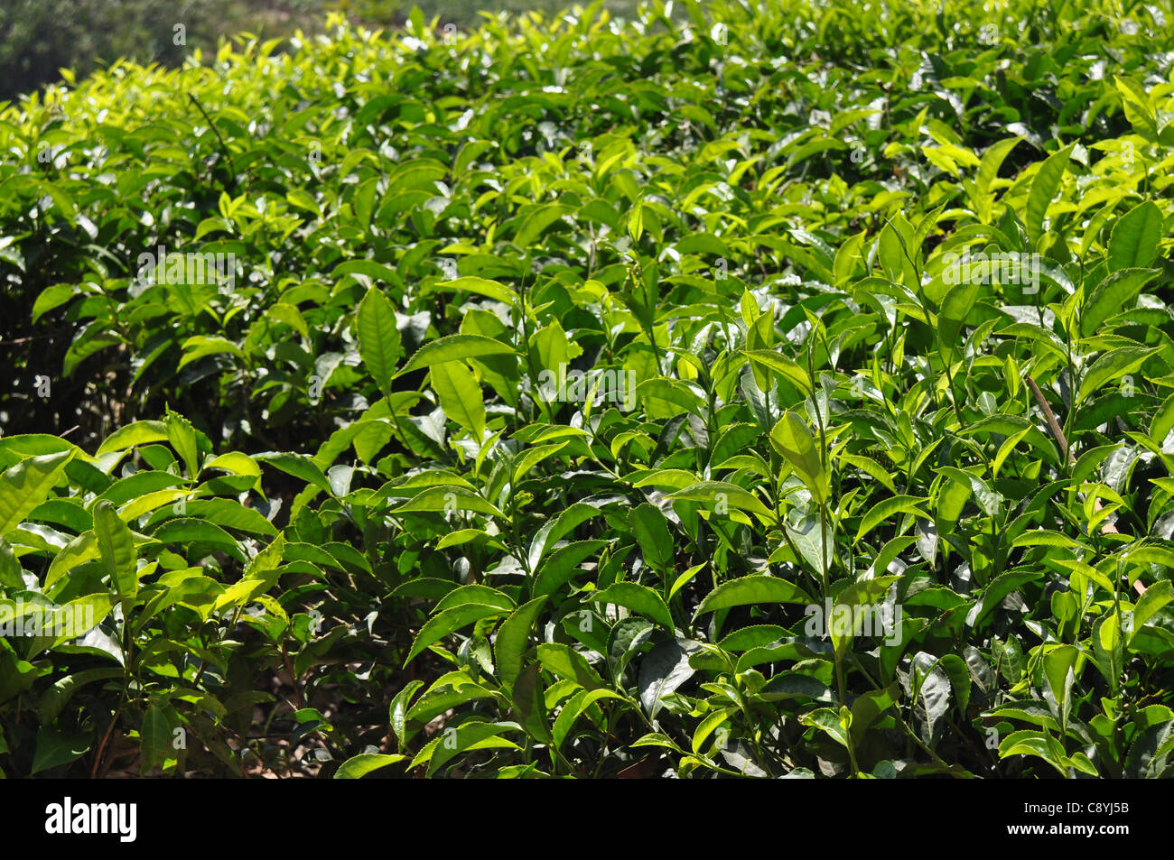 Tea Plant Stock Photos & Tea Plant Stock Images - Alamy