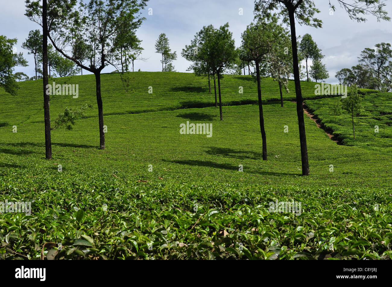 A tea garden Stock Photo - Alamy