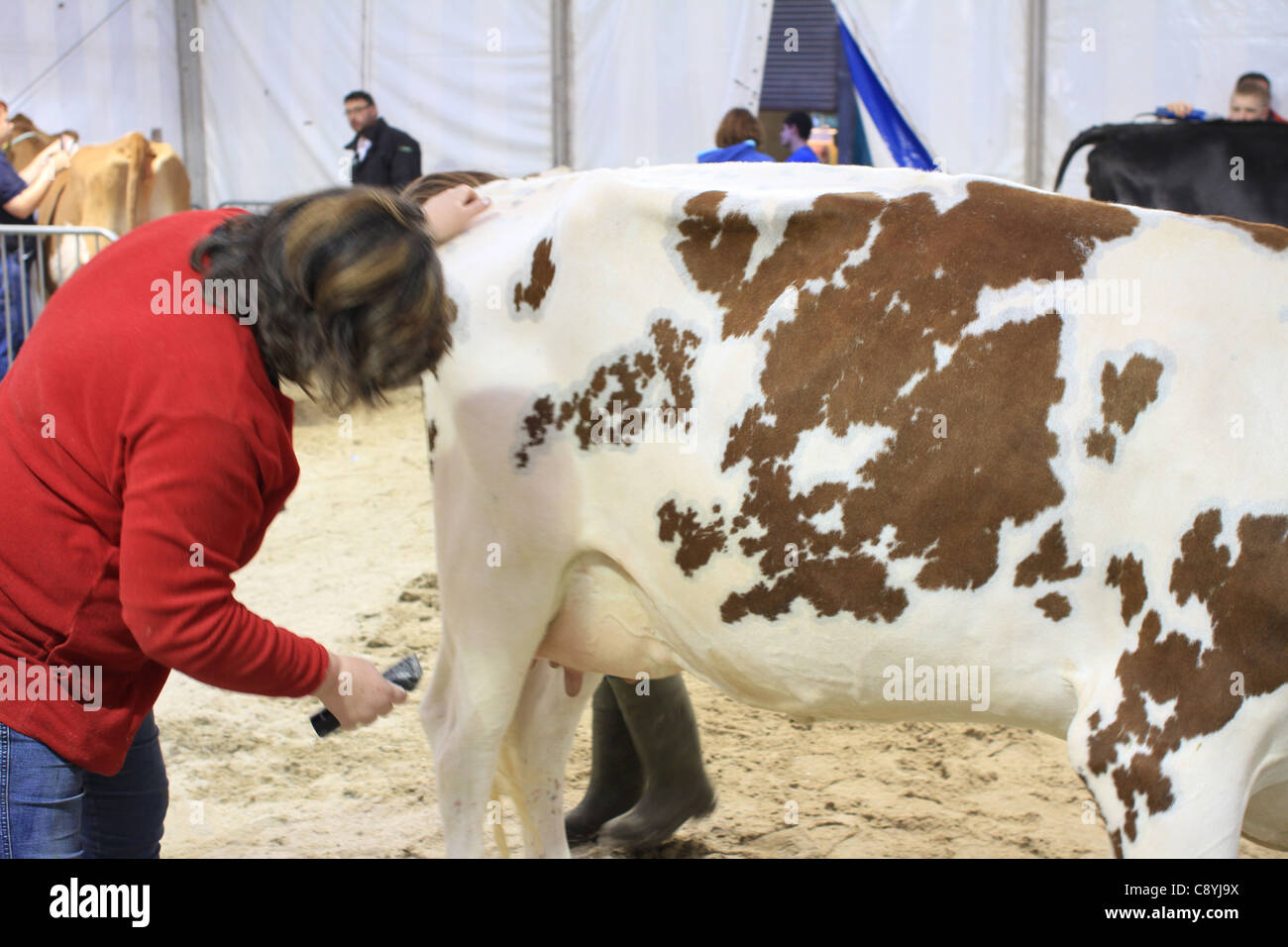 Grooming Cow Stock Photos & Grooming Cow Stock Images - Alamy