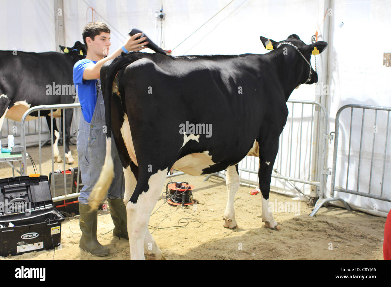 Grooming cow hi-res stock photography and images - Alamy