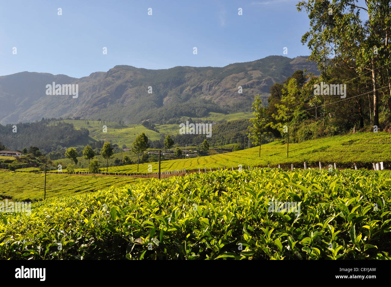 Tea plantations and mountains hi-res stock photography and images - Alamy