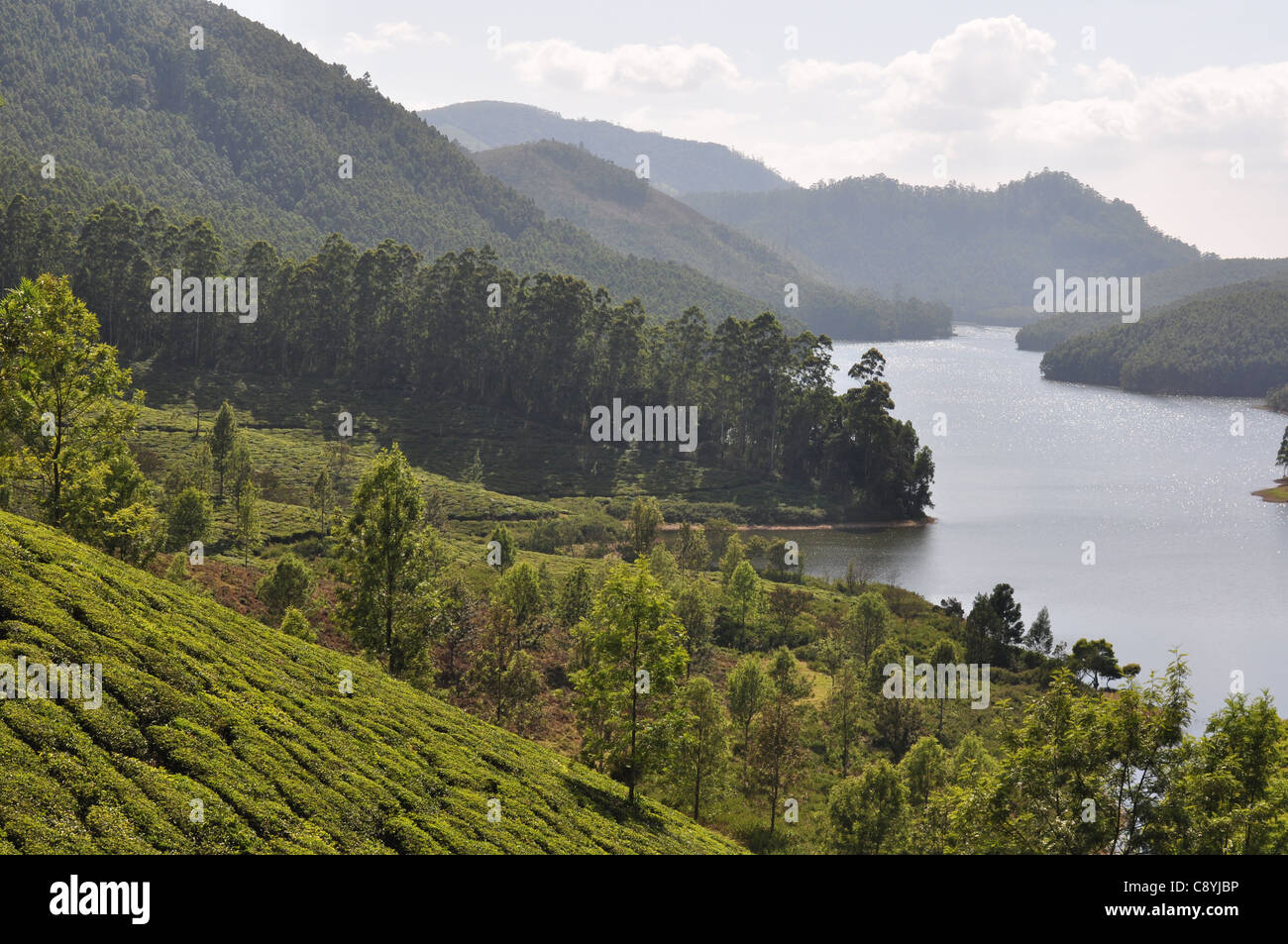 A view of the artificial lake created in the valley of Munnar Stock ...