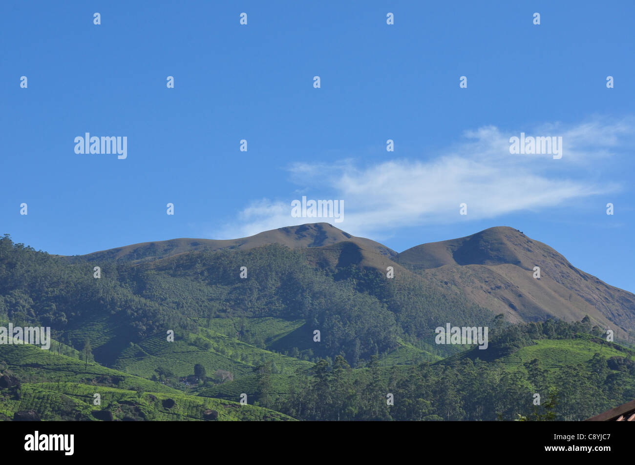 The blue mountains of Munnar Stock Photo - Alamy