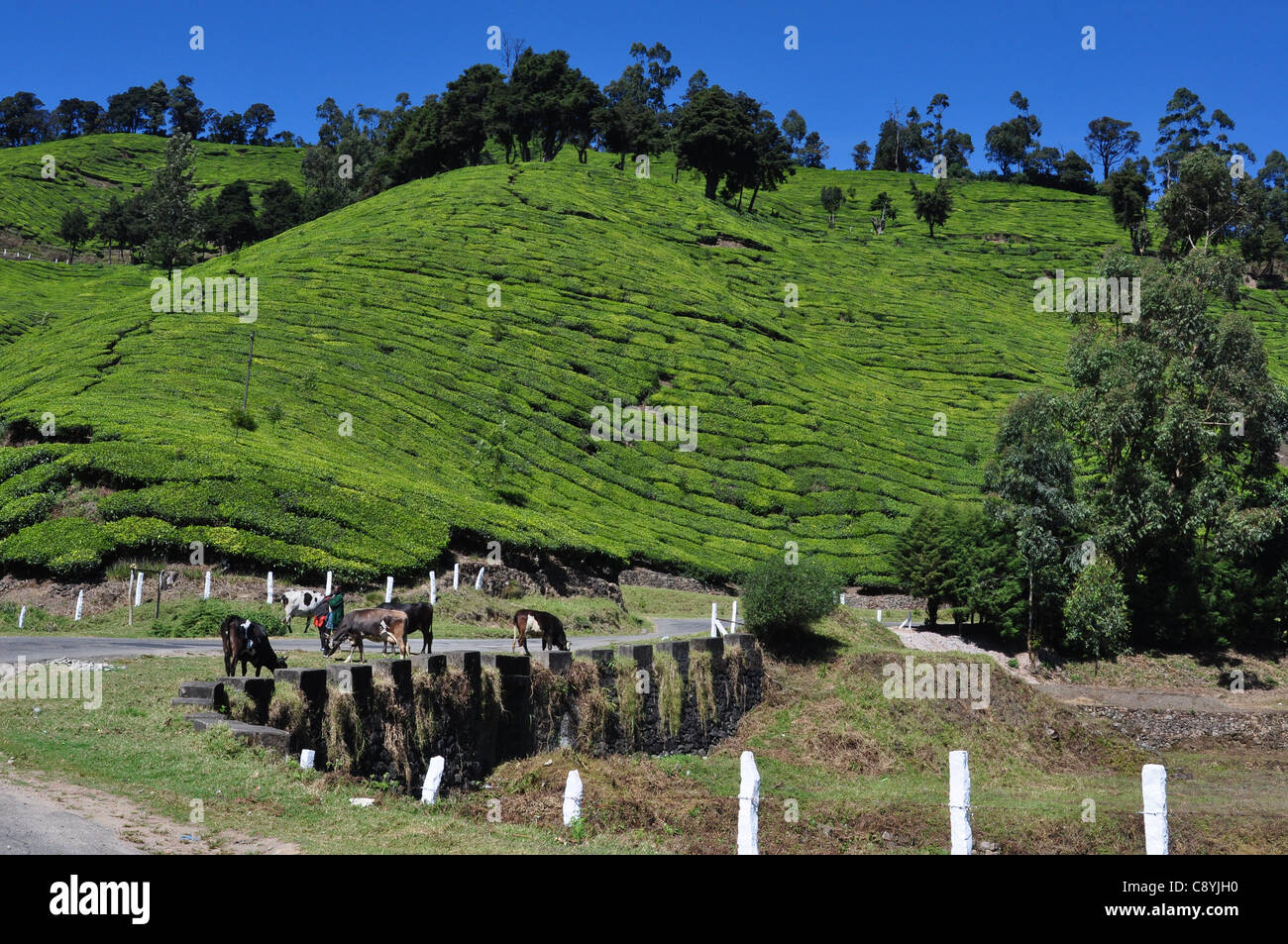 Cattle graze in Munnar with a beautiful tea estate in the back ground ...