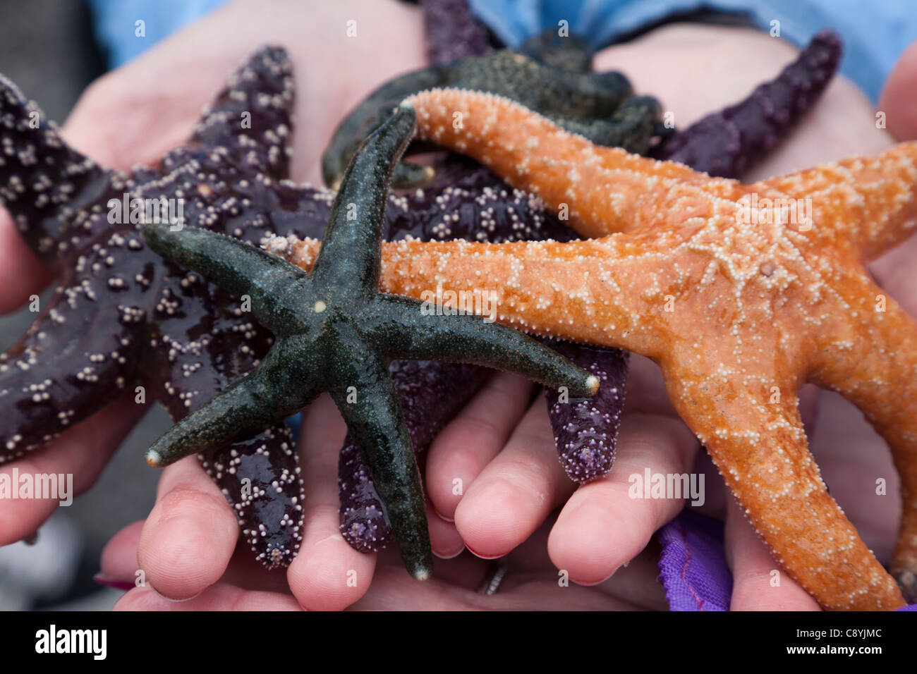 Assorted starfish samples from Alaskan waters near Ketchikan Stock ...