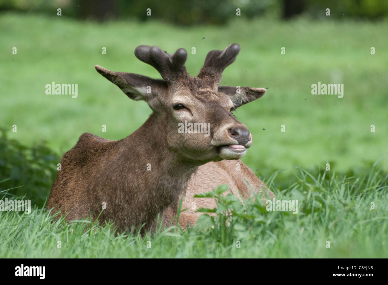 Resting red deer Stock Photo - Alamy