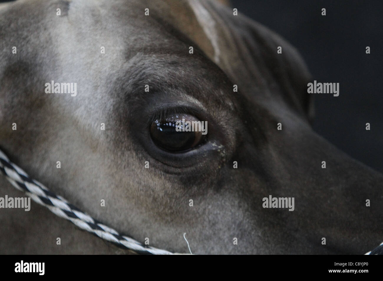 Cow eye hi-res stock photography and images - Alamy
