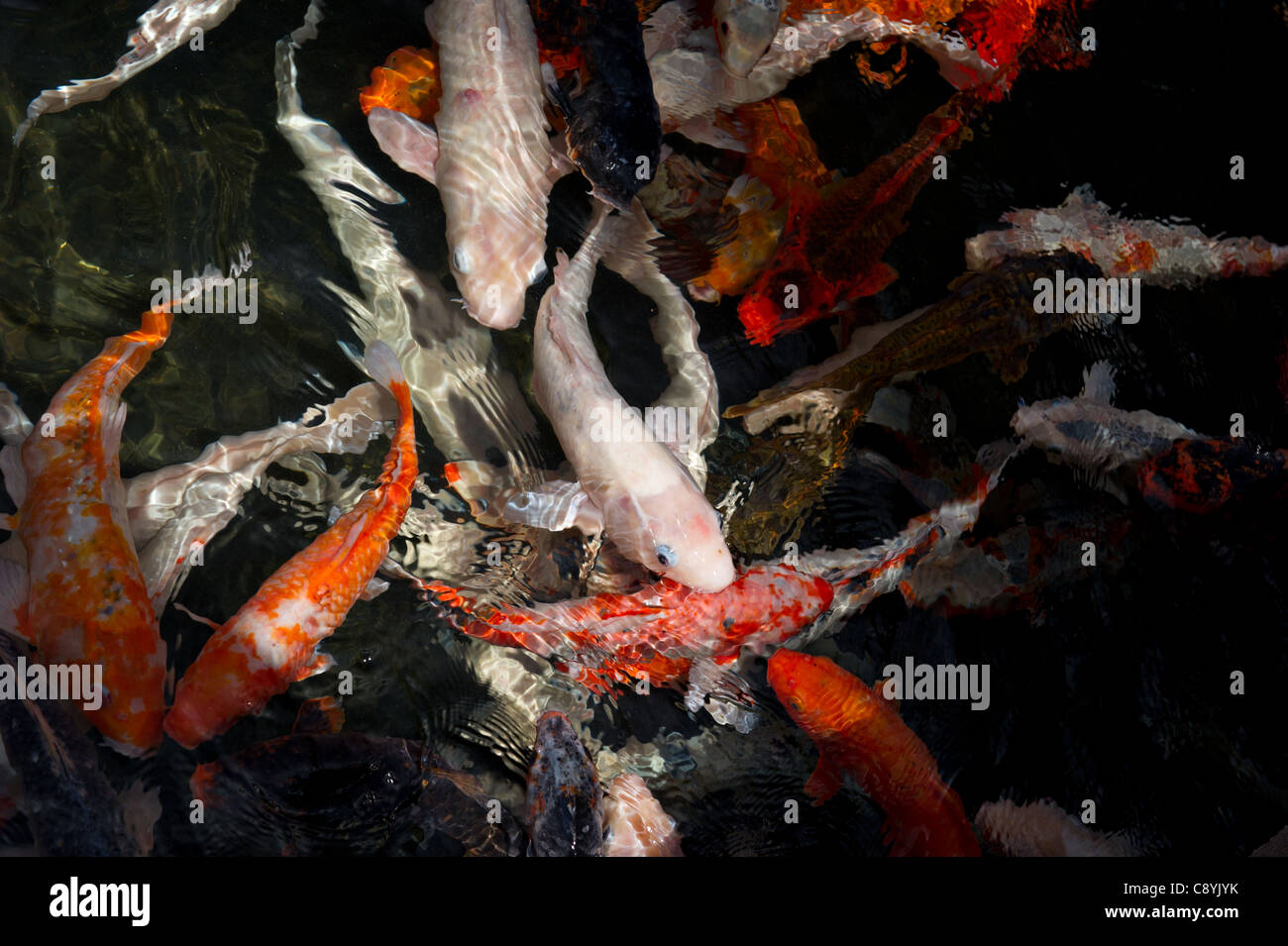Looking down into a pond of Colorful koi fish swimming at the surface ...