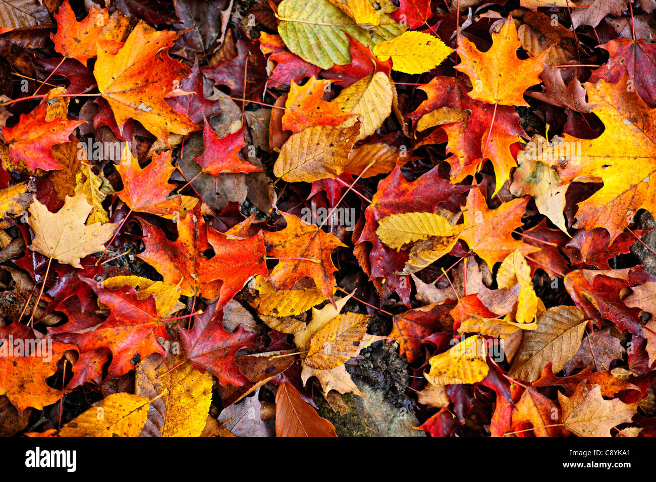Background of colorful autumn leaves on forest floor Stock Photo - Alamy