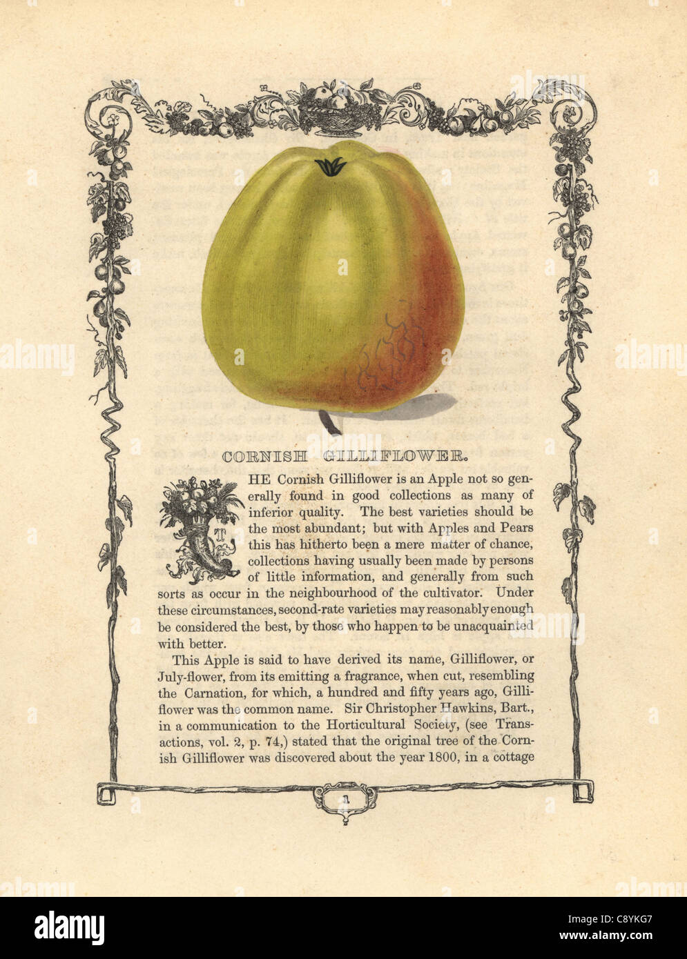 Cornish Gilliflower apple, Malus domestica Stock Photo - Alamy