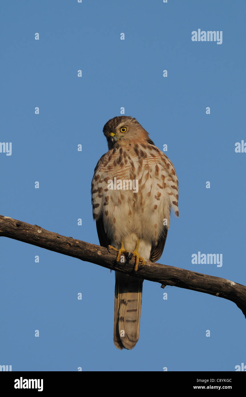Shikra raptor hi-res stock photography and images - Alamy