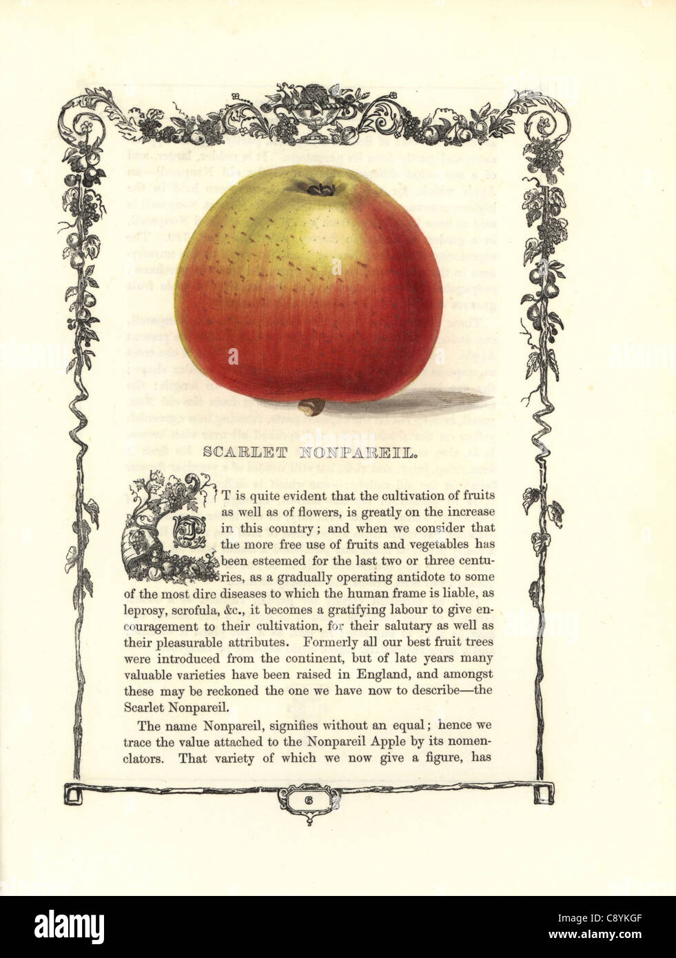 Scarlet Nonpareil apple, Malus domestica Stock Photo - Alamy