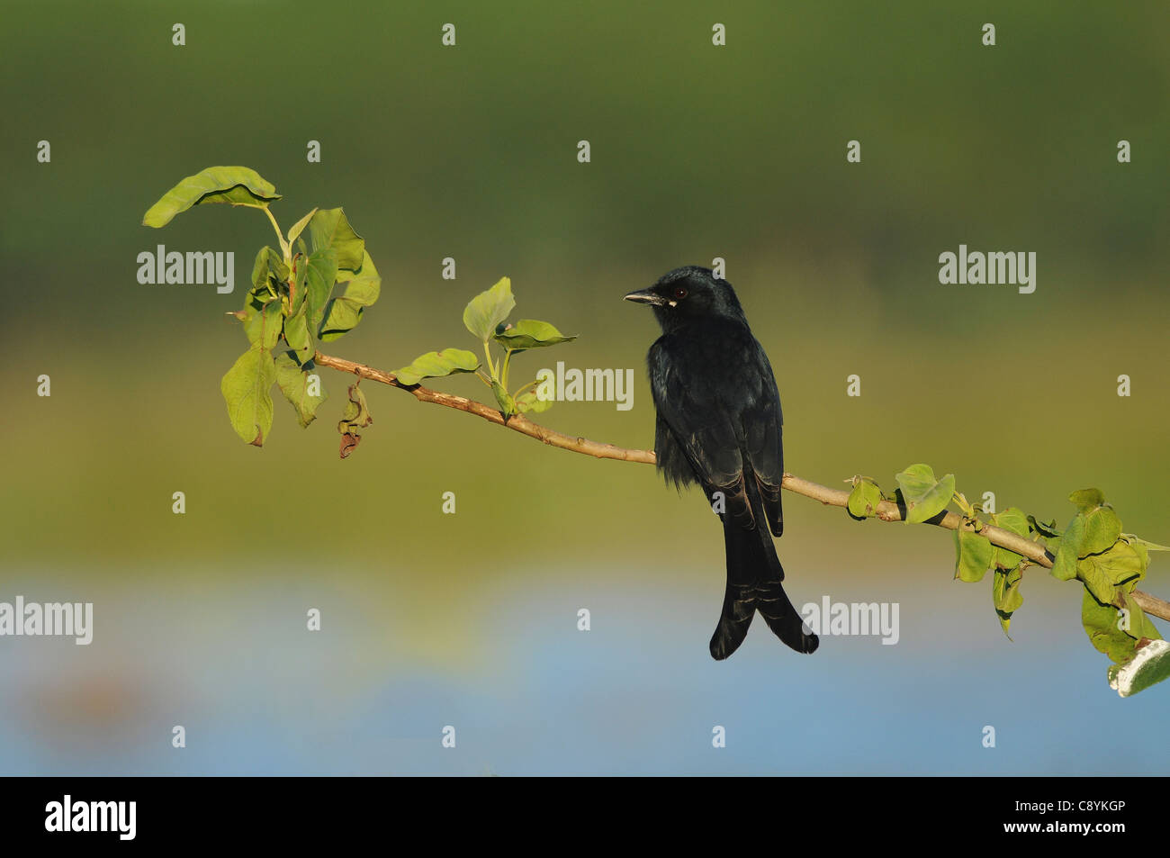 Drongo bird india hi-res stock photography and images - Alamy