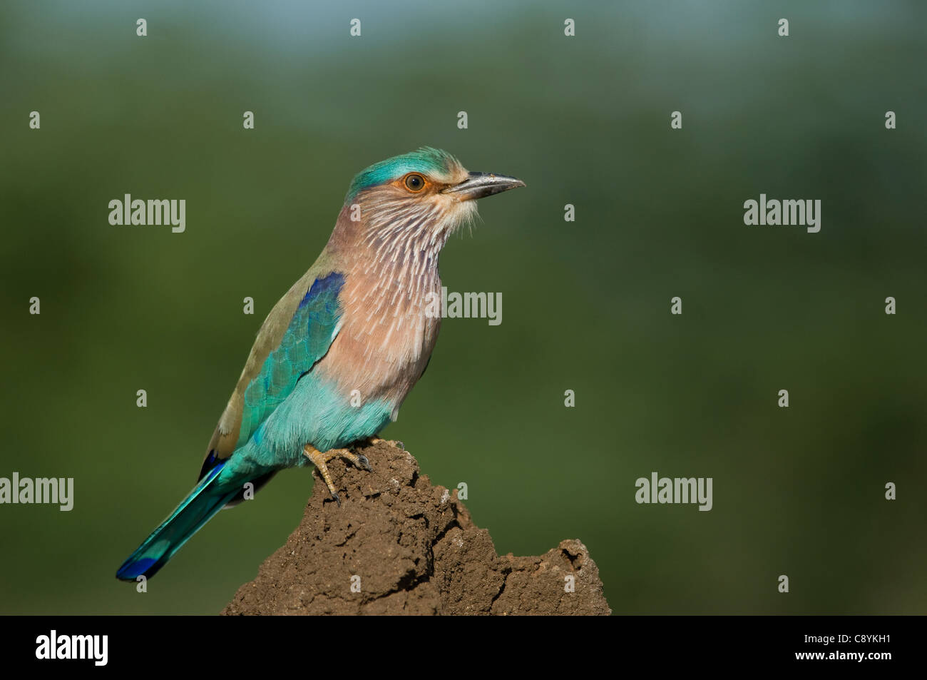 Karnataka state bird hi-res stock photography and images - Alamy