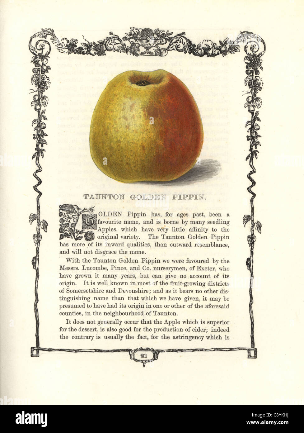 Golden pippin hi-res stock photography and images - Alamy