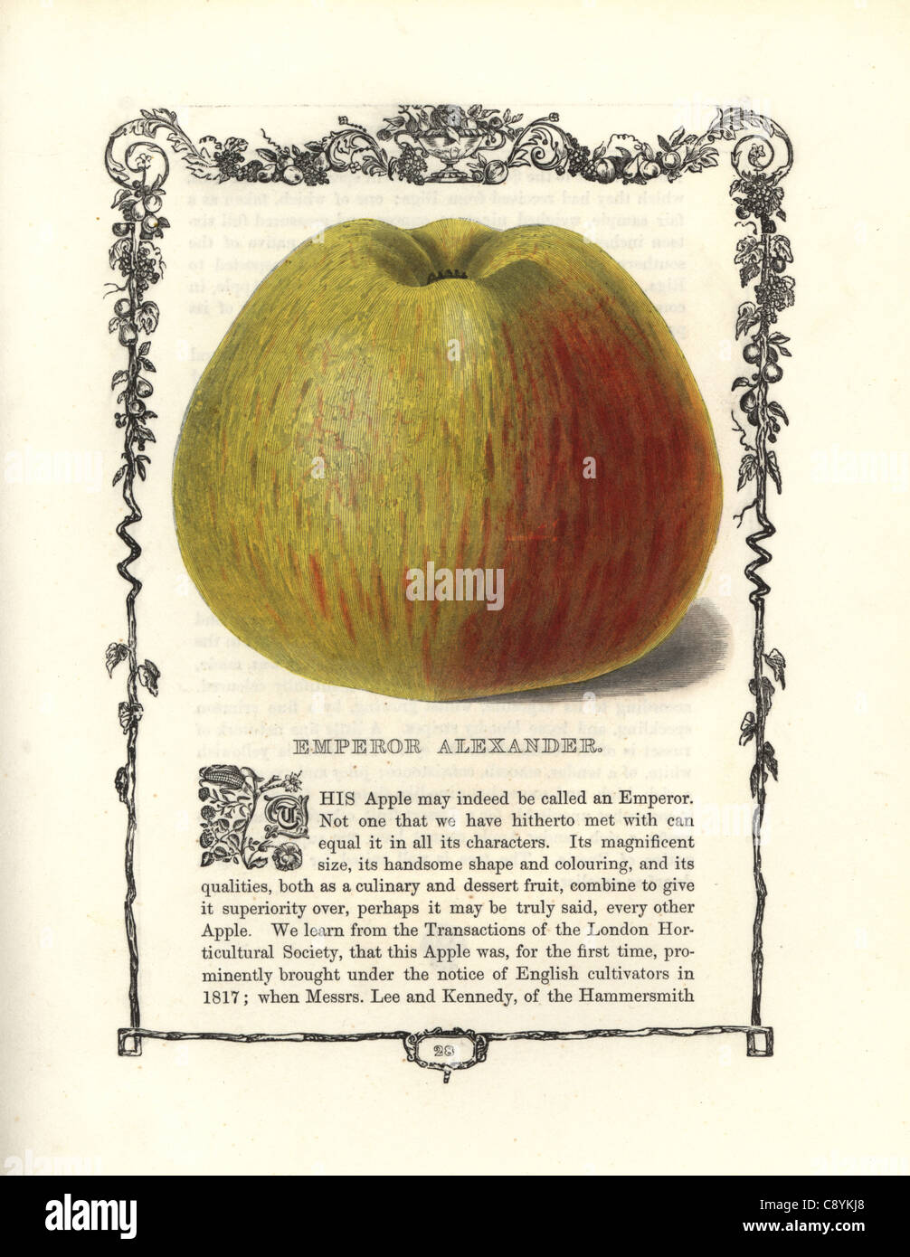 Apple alexander hi-res stock photography and images - Alamy