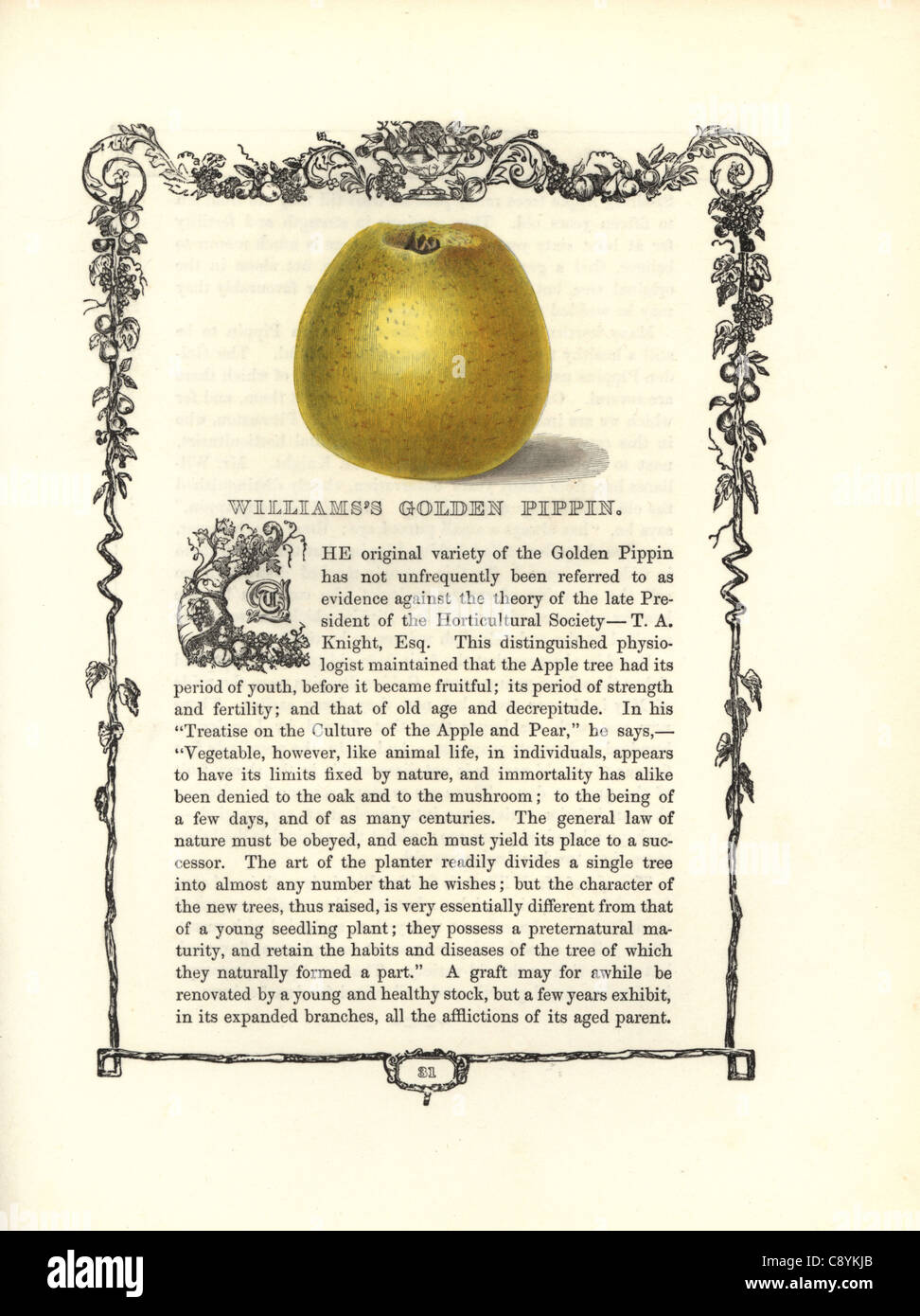 Williams' Golden Pippin apple, Malus domestica Stock Photo - Alamy