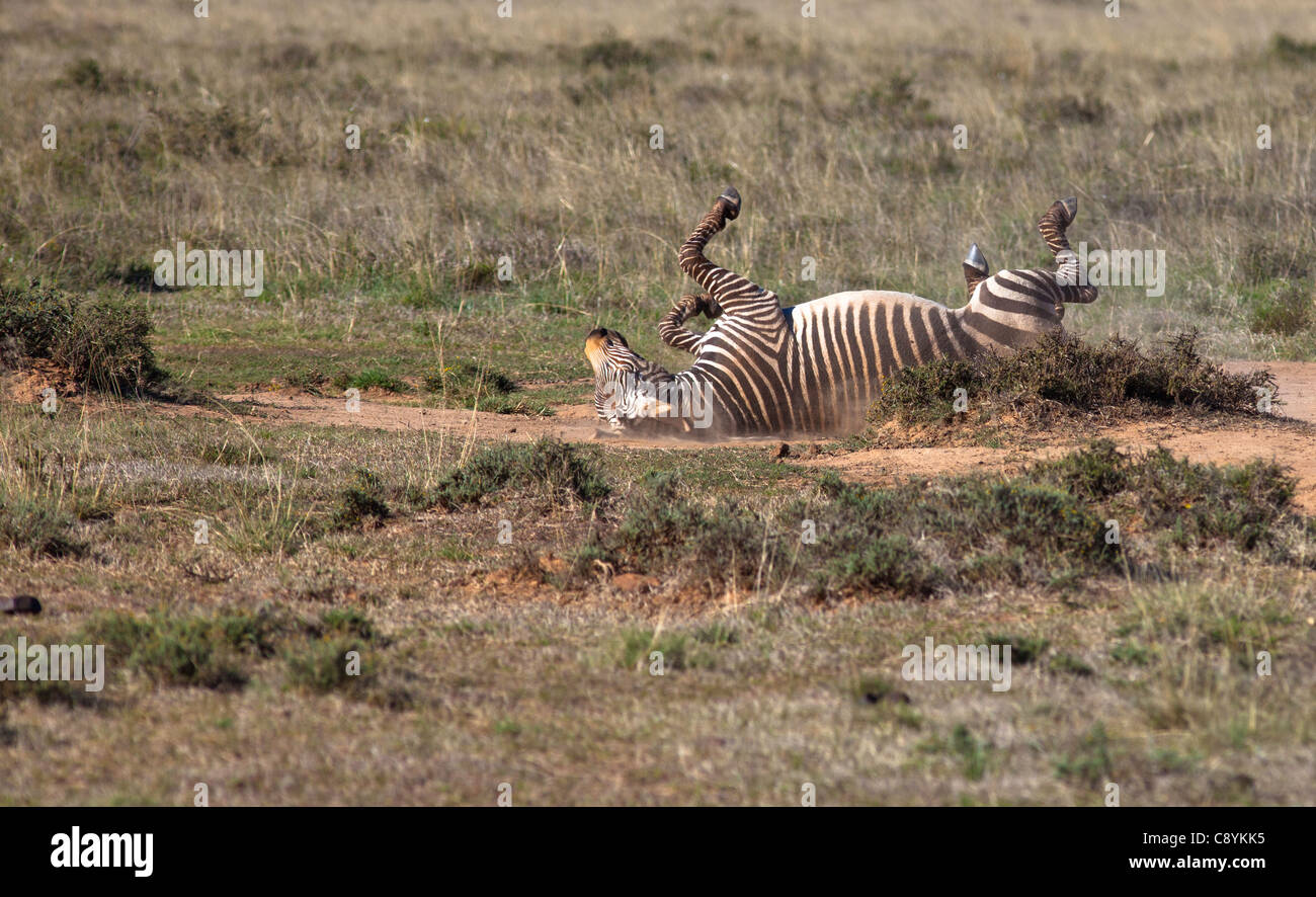 mountain zebra dust bath Stock Photo - Alamy