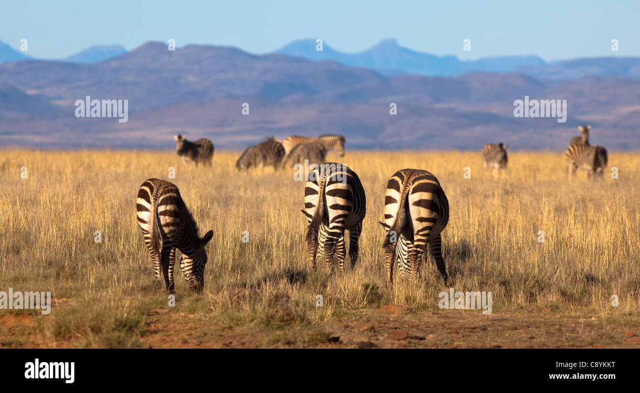 Zebra rear hi-res stock photography and images - Alamy