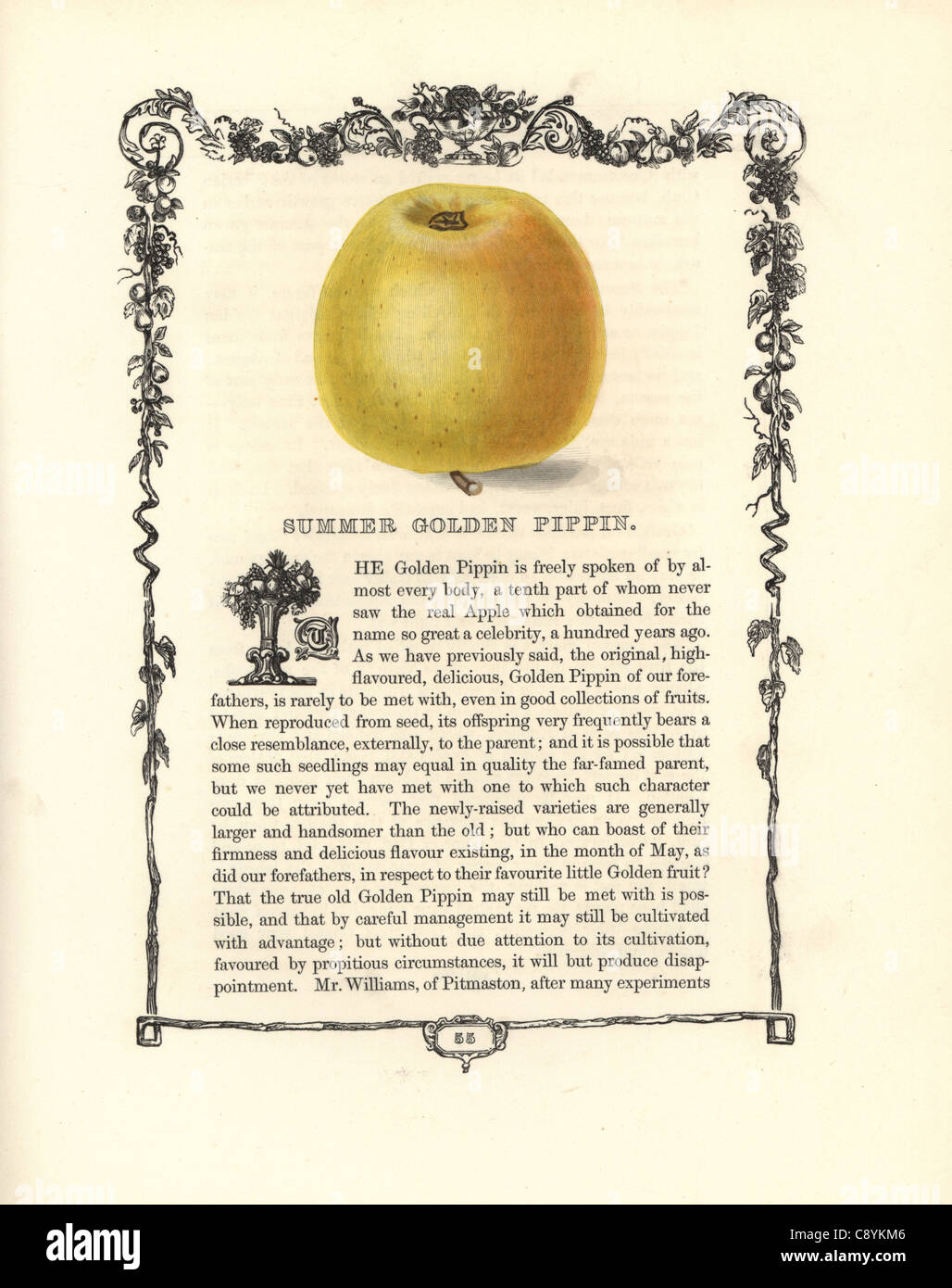 Golden pippin apple hi-res stock photography and images - Alamy