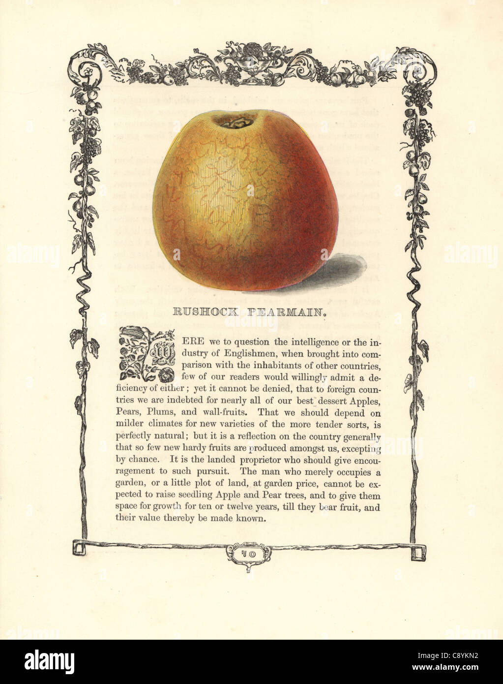 Rushock Pearmain apple, Malus domestica Stock Photo - Alamy