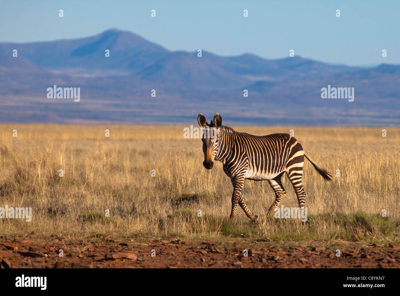 mountain zebra walking Stock Photo - Alamy