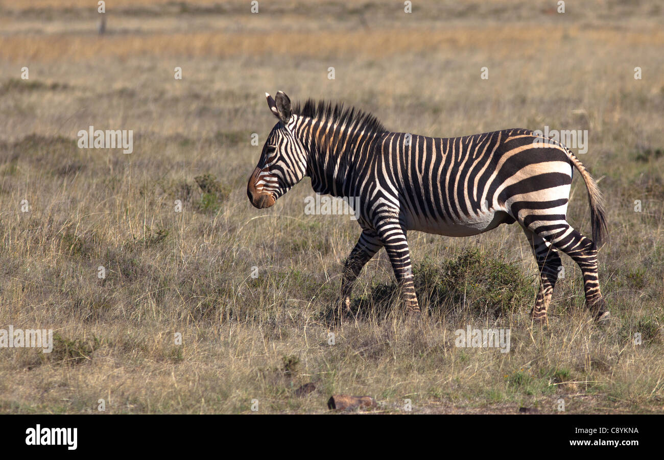 mountain zebra walking Stock Photo - Alamy
