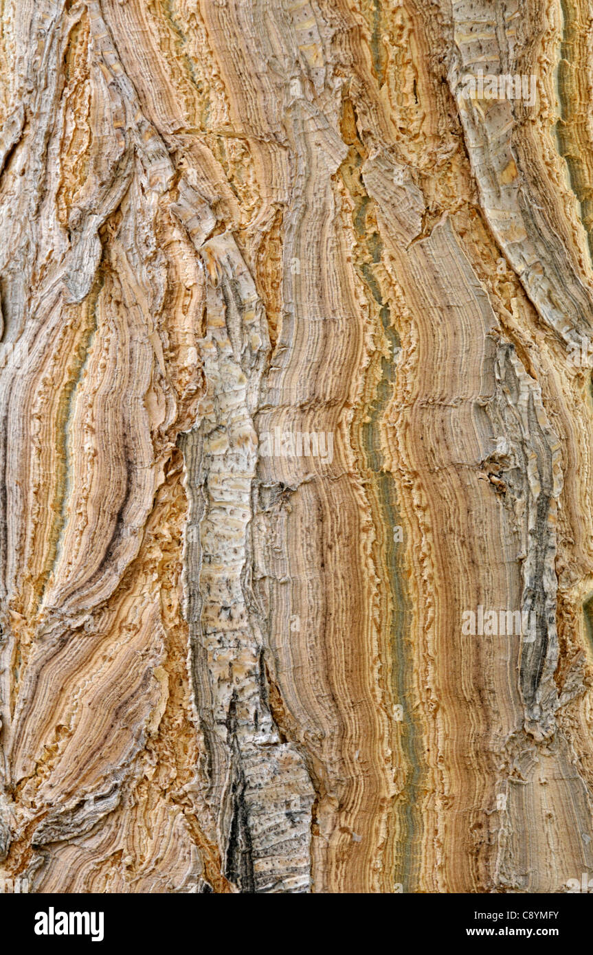Beaucarnea guatemalensis. Bark Stock Photo - Alamy